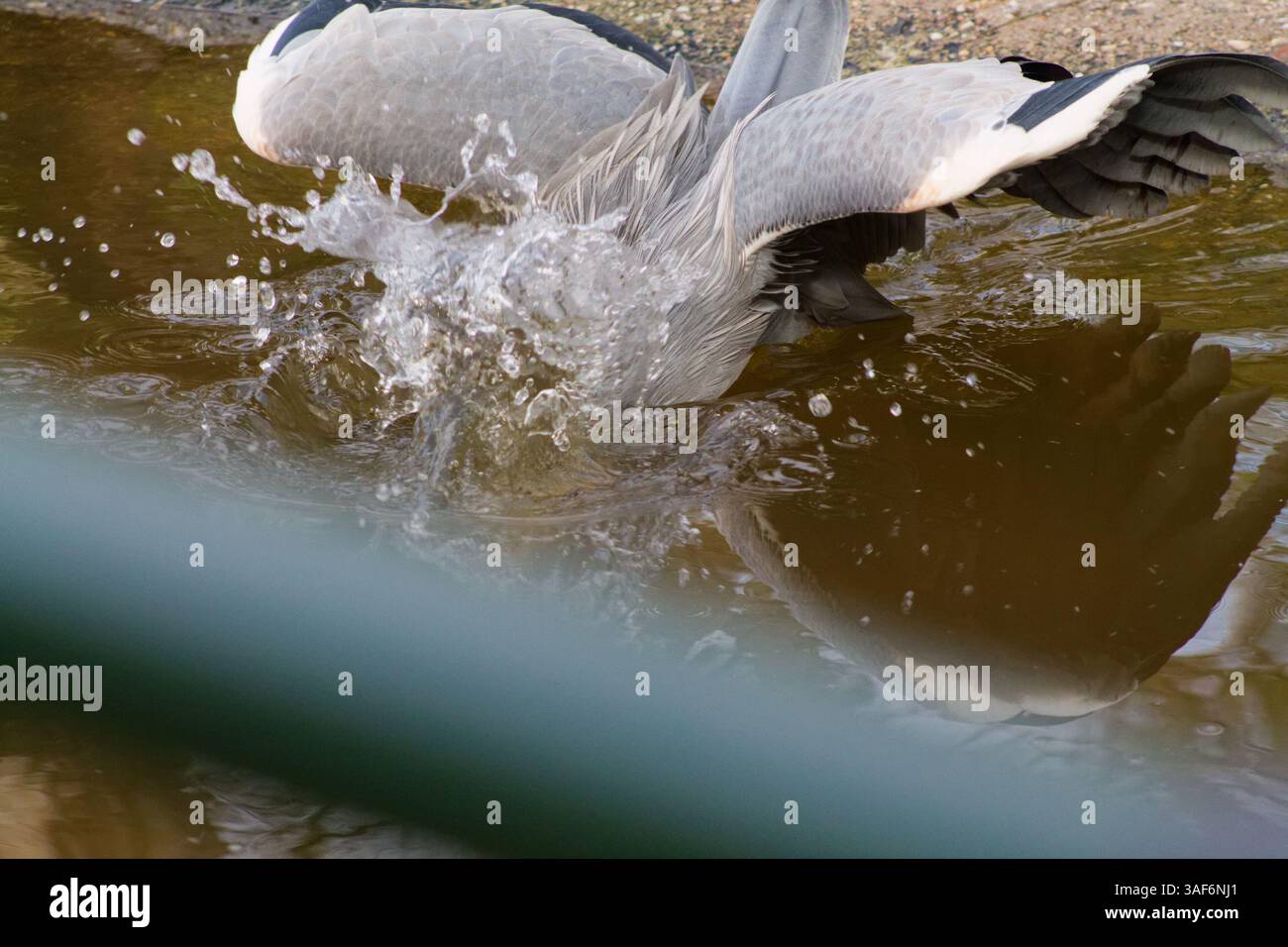 A bird splashing into water, creating ripples and droplets. The scene ...
