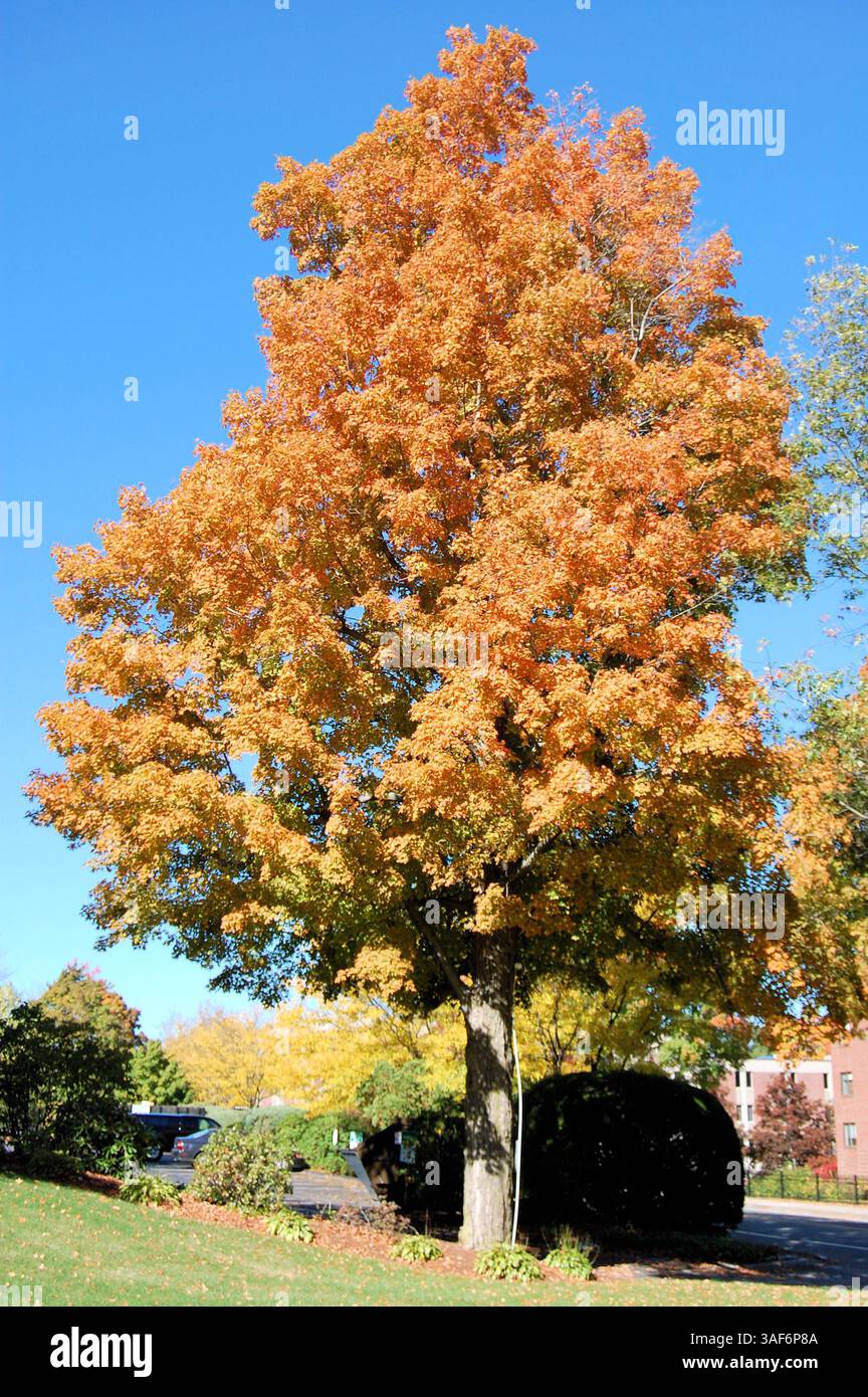 Amazing red and orange Autumn foliage amongst the Field Maple trees in ...