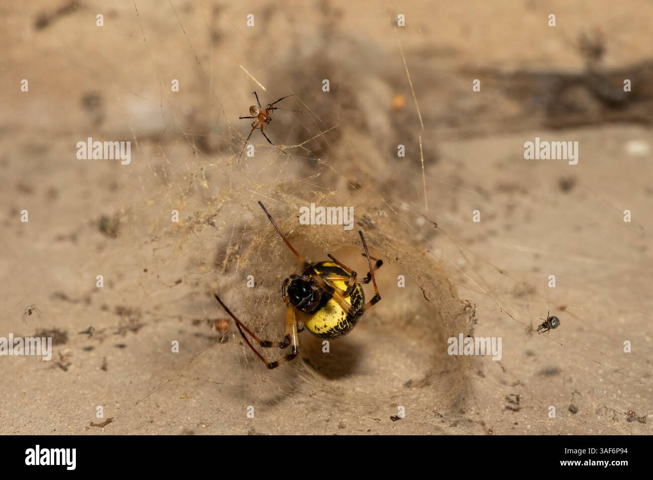A beautiful African Hermit Spider (Nephilingis cruentata) in its web ...