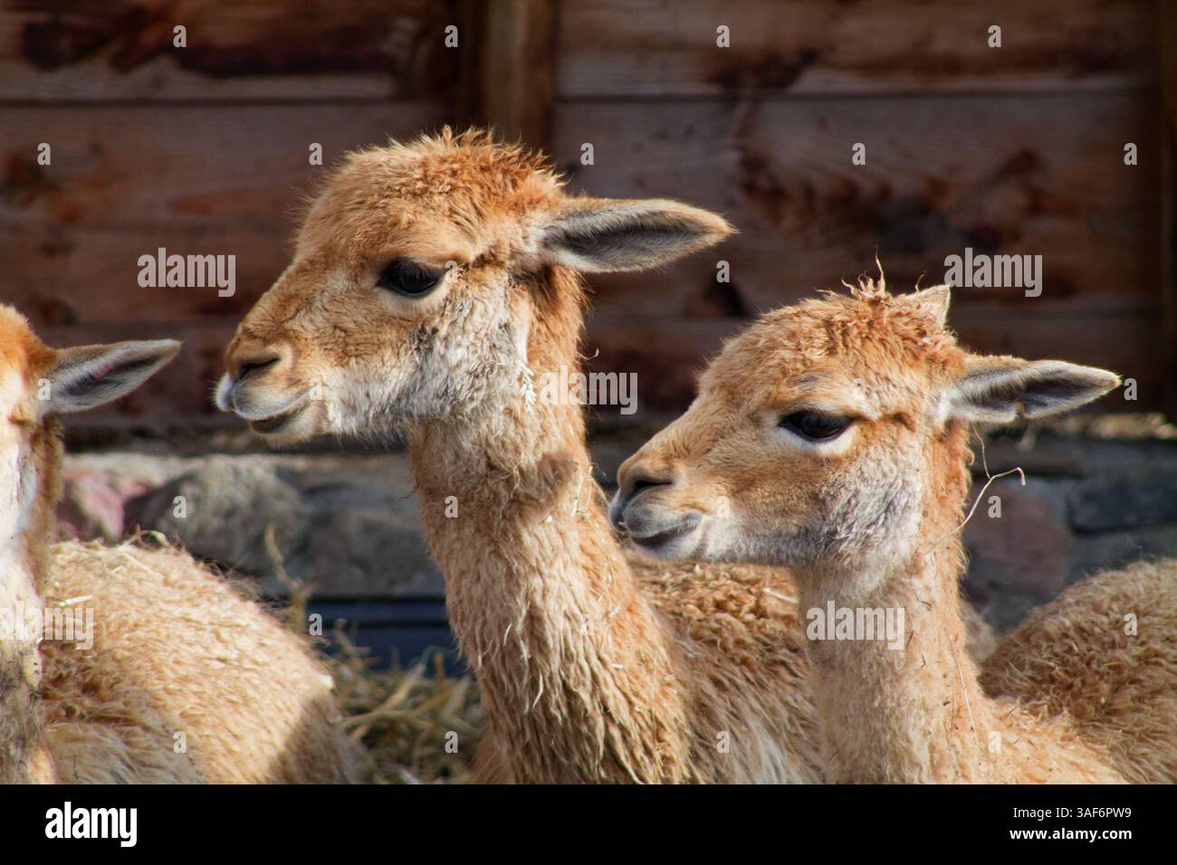 Two young guanacos with soft, fluffy fur, standing close together in a ...