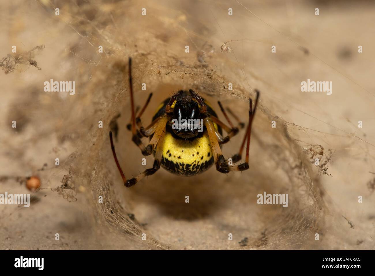 A beautiful African Hermit Spider (Nephilingis cruentata) in its web ...
