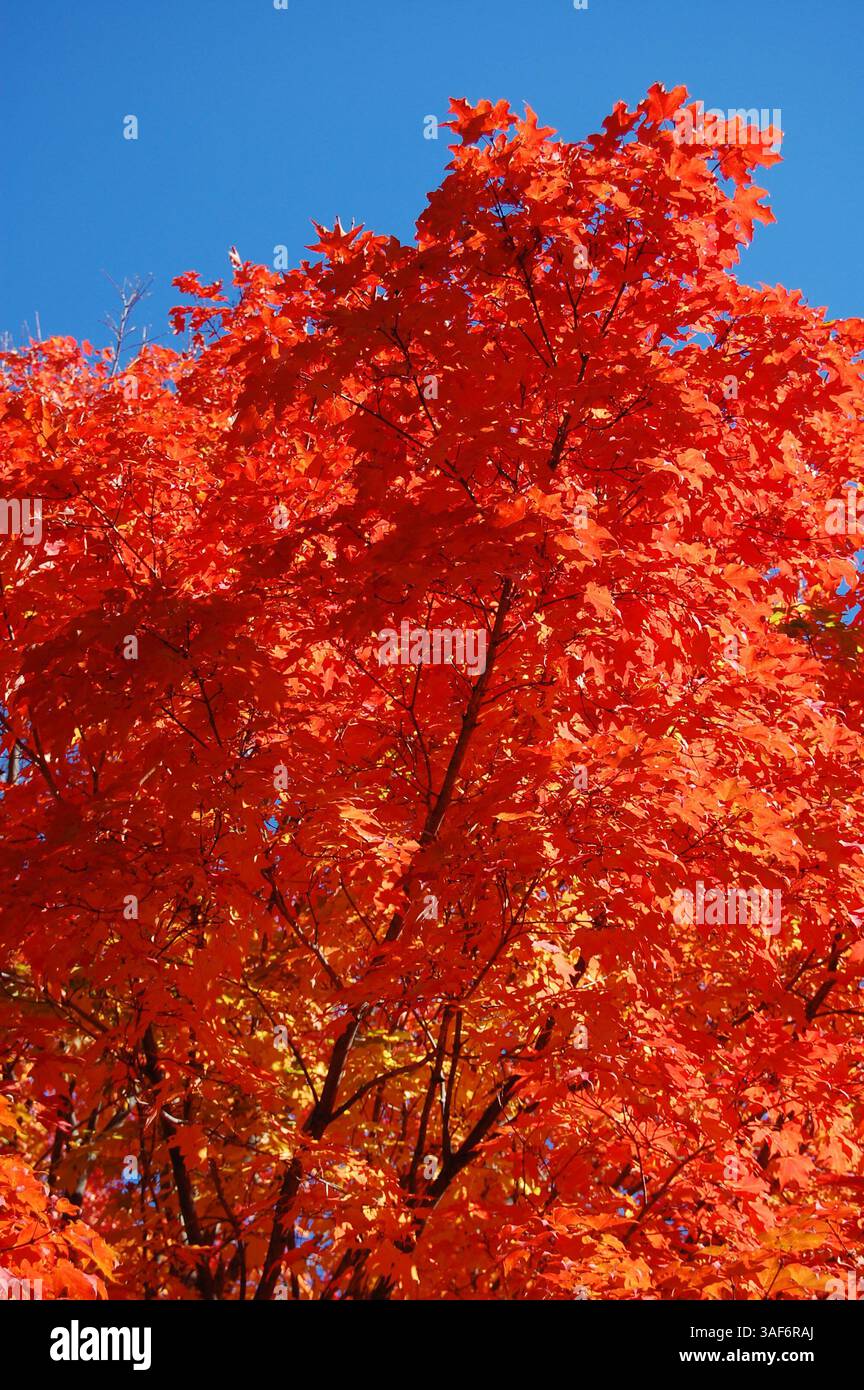 Amazing red and orange Autumn foliage amongst the Field Maple trees in ...