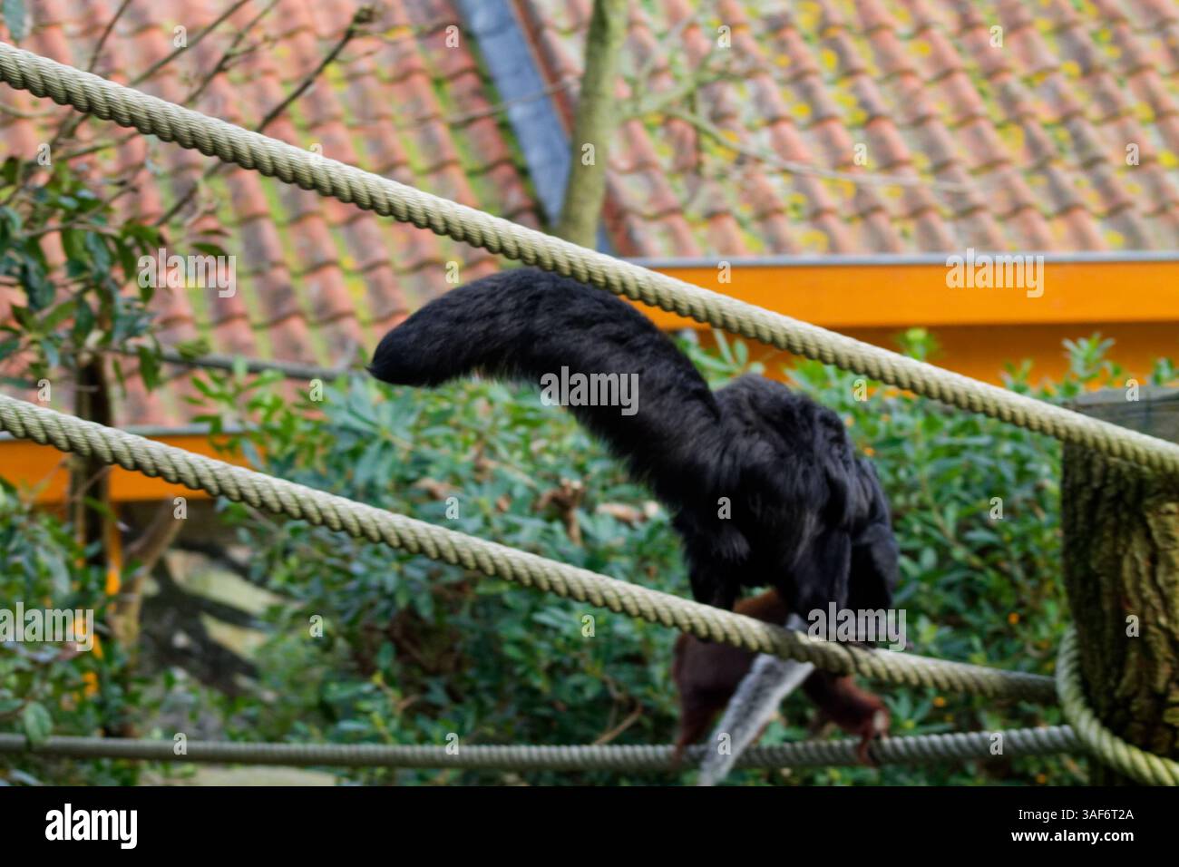 A black animal with a long tail is seen climbing on ropes in a natural ...