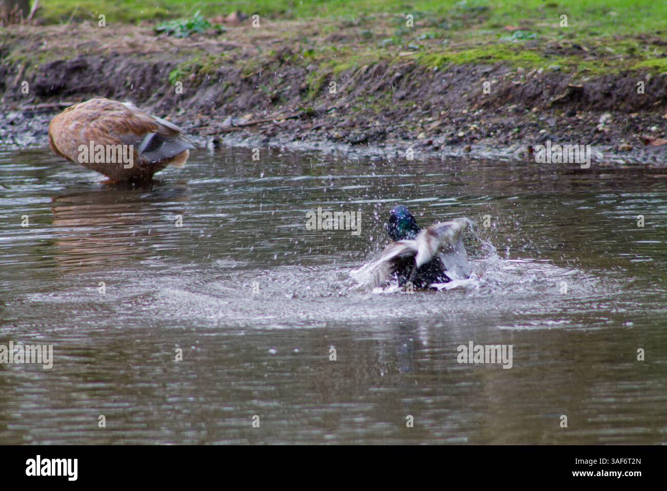 A duck splashing in the water while another duck is foraging on the ...