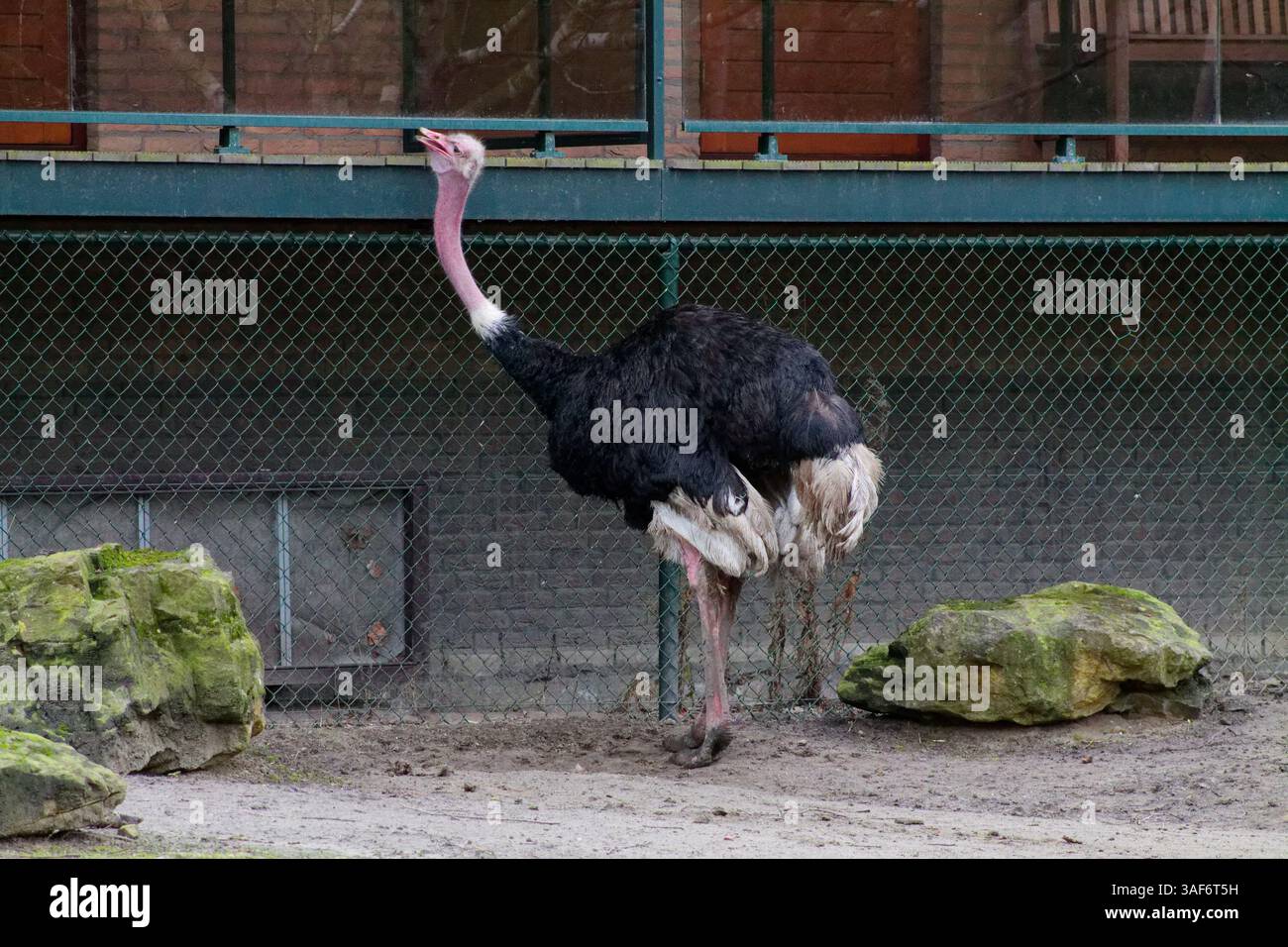 An ostrich standing in a zoo enclosure, with a rocky background and a ...