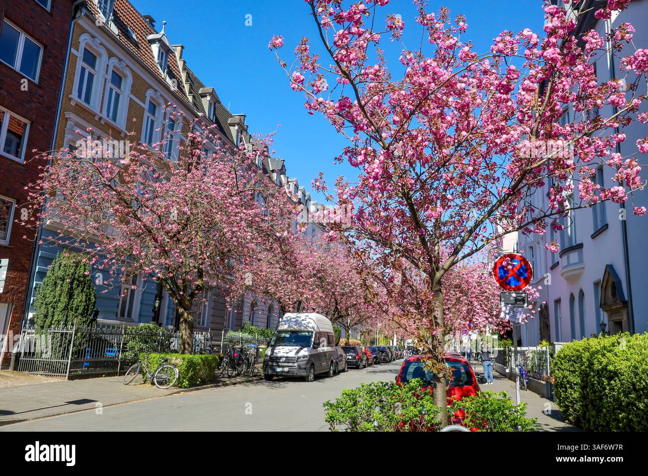 Kirschblüte in Münsters Schulstraße - der Straßenzug im Kreuzviertel ...