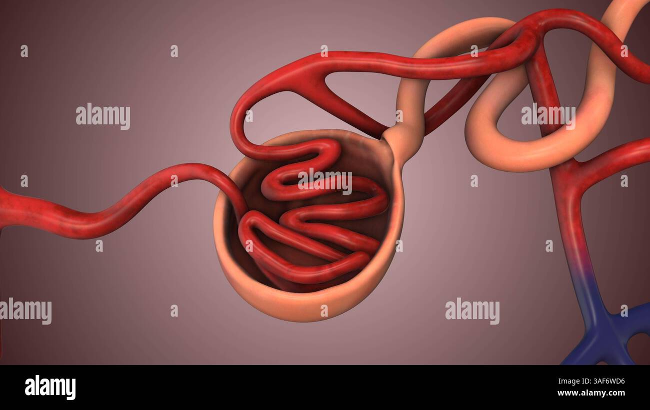 Nephron Units in Human Kidney Structure Stock Photo - Alamy