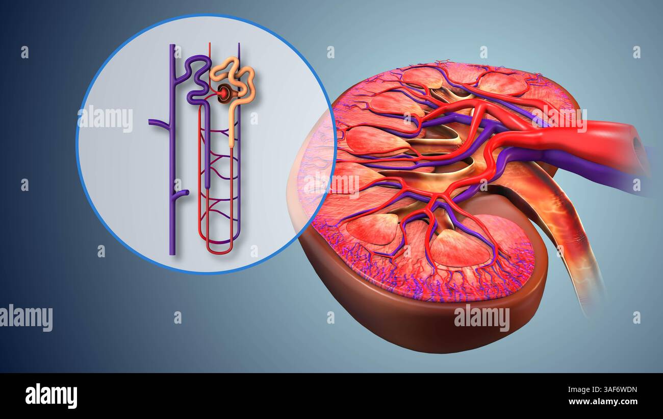Human kidney nephron structure hi-res stock photography and images - Alamy