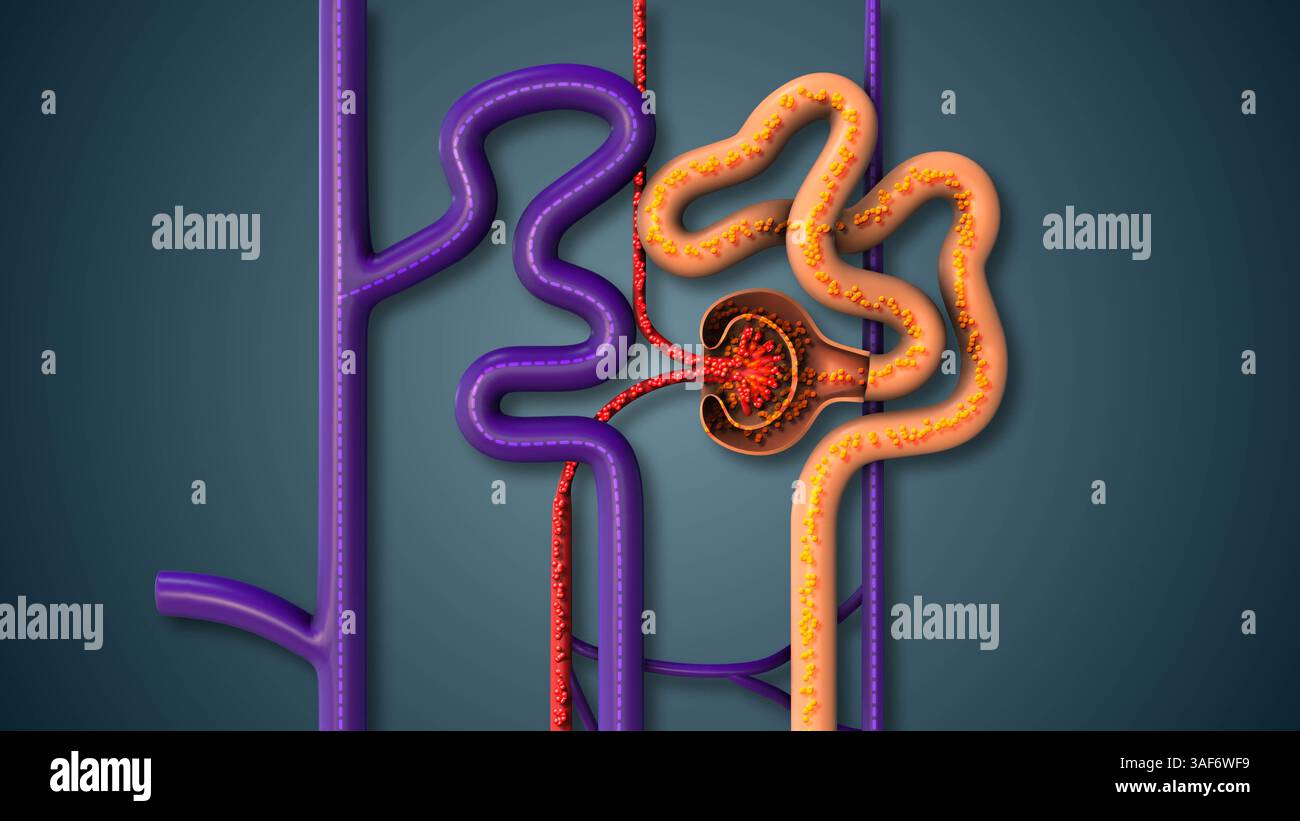 Nephron anatomy hi-res stock photography and images - Alamy