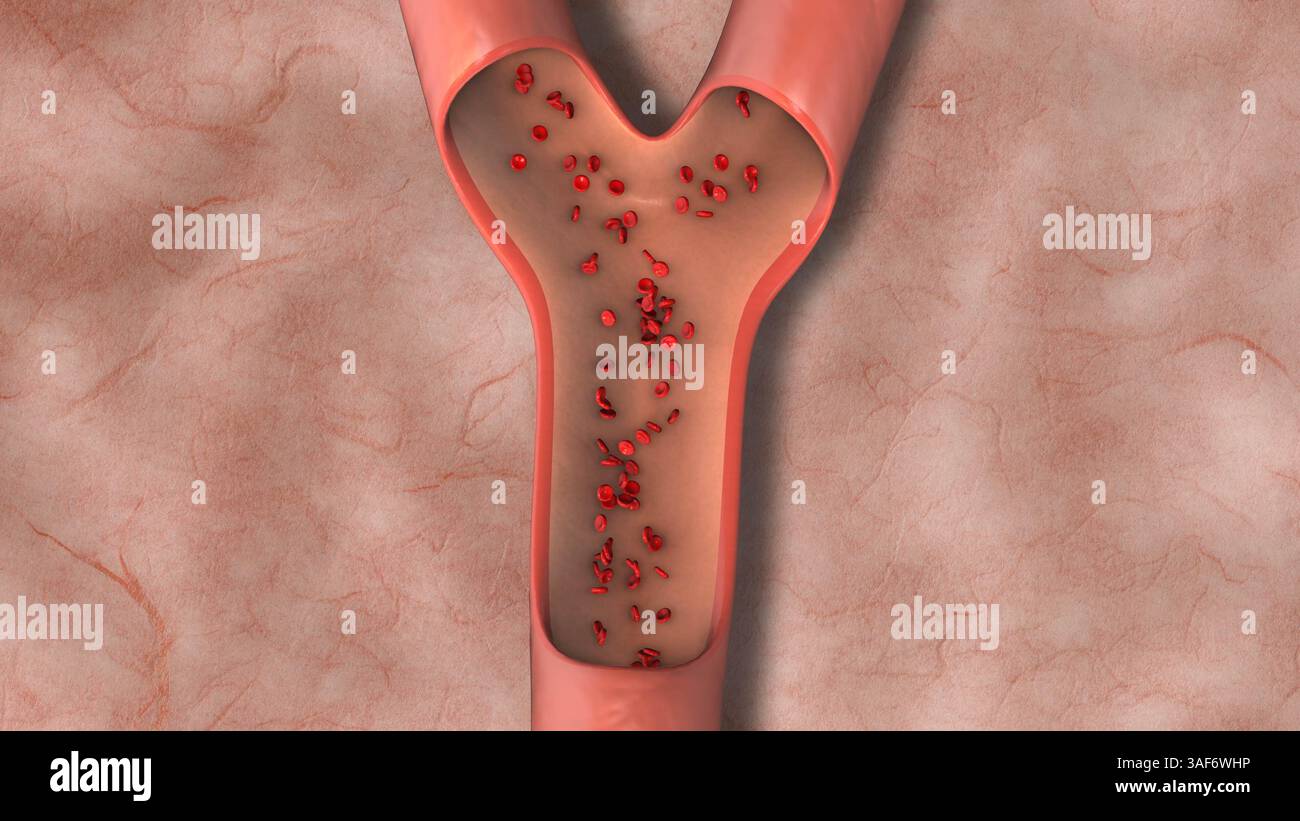 Blood Transport Inside the Veins Stock Photo - Alamy