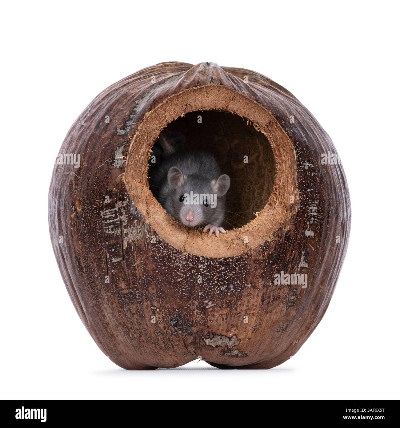 Cute rats, hiding in dried shell. Peaking curious out of the hole ...