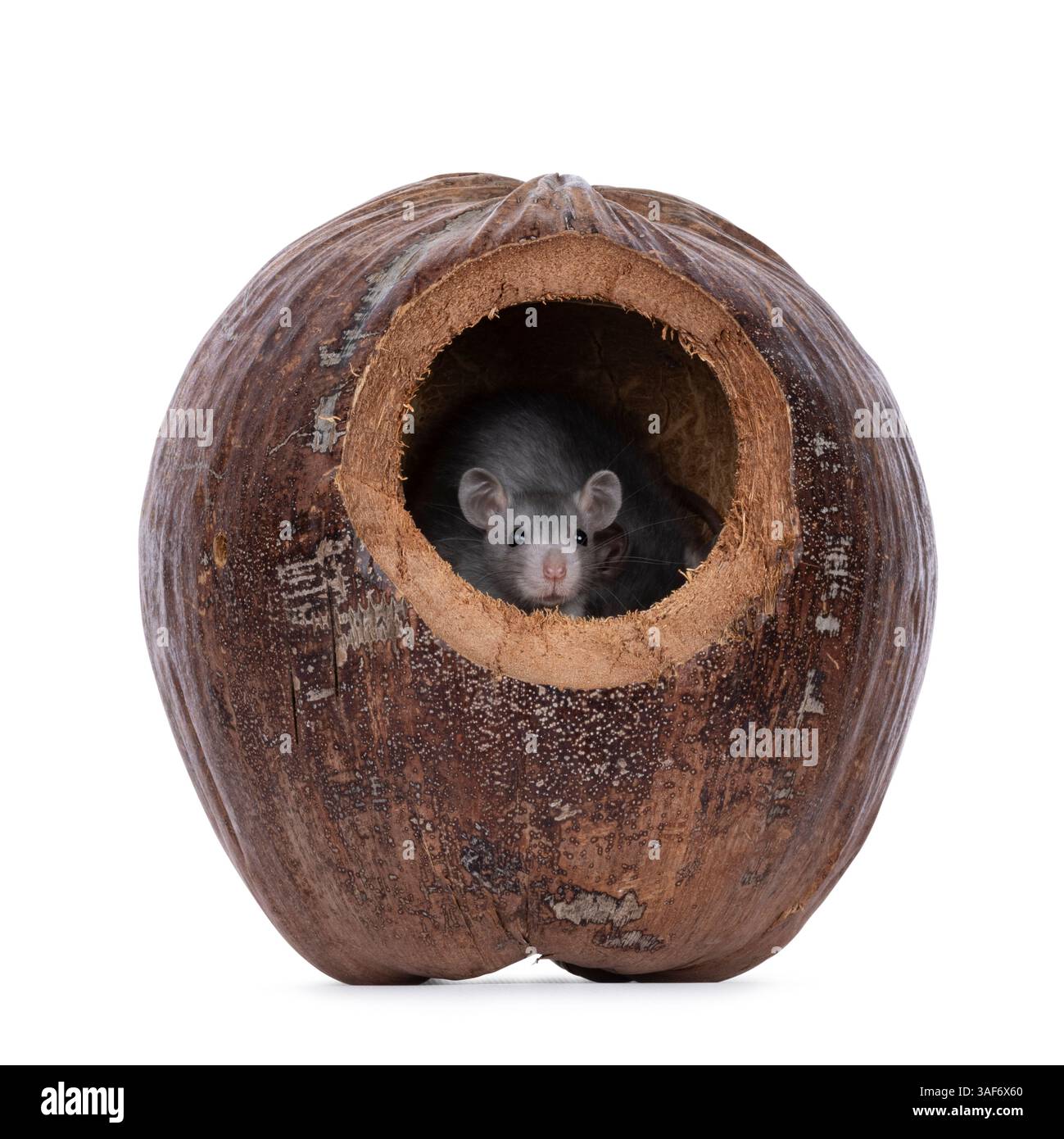 Cute rats, hiding in dried shell. Peaking curious out of the hole ...