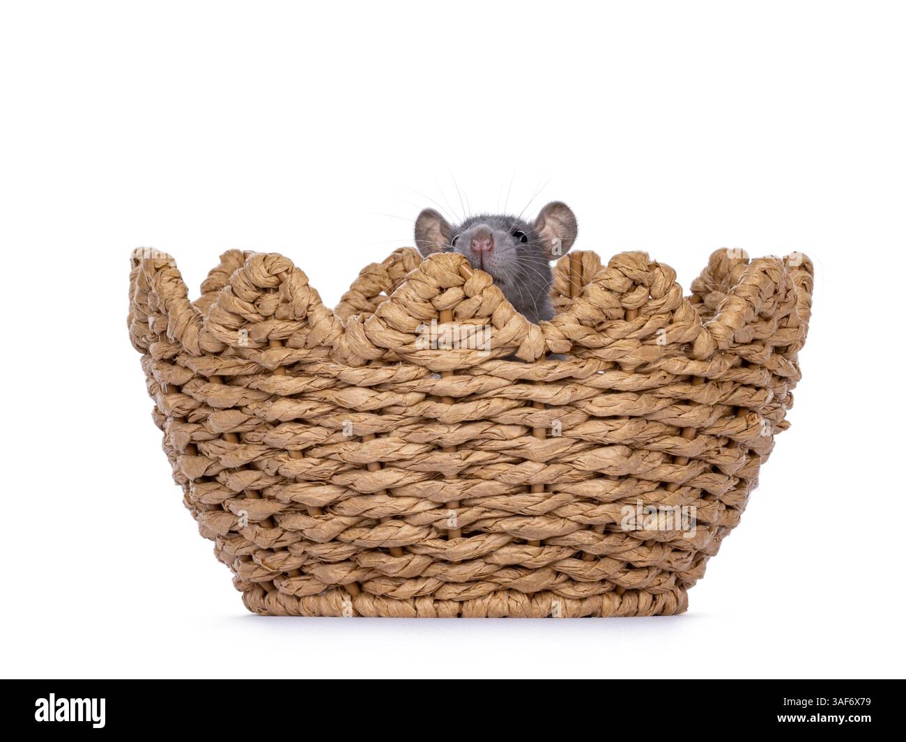 Cute little baby rat, sitting in half egg shaped basket. Peeping over ...