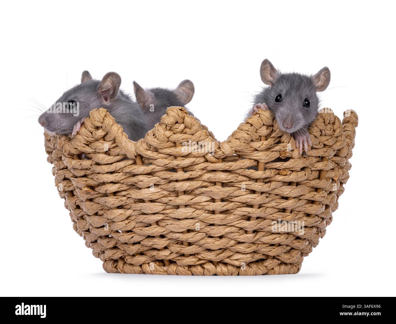 Cute little baby rats, sitting in half egg shaped basket. Peeping over ...