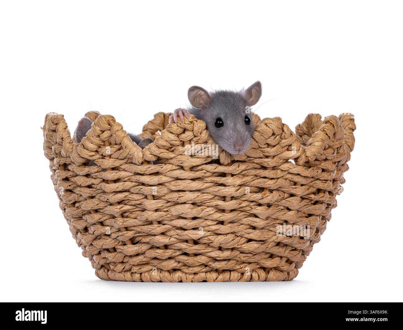 Cute little baby rats, sitting in half egg shaped basket. Peeping over ...