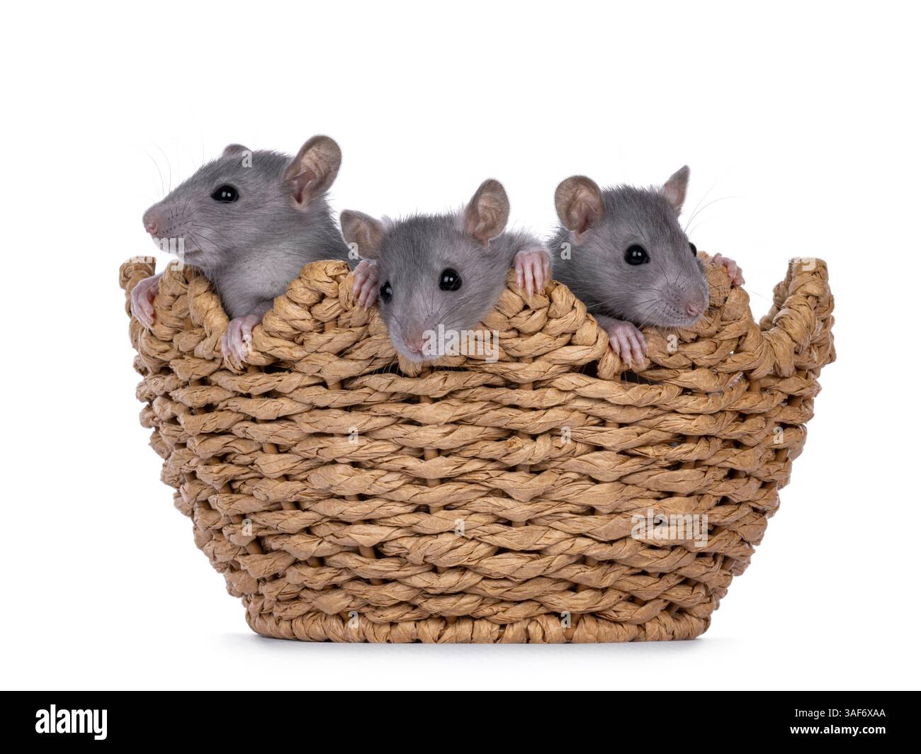 Cute little baby rats, sitting in half egg shaped basket. Peeping over ...