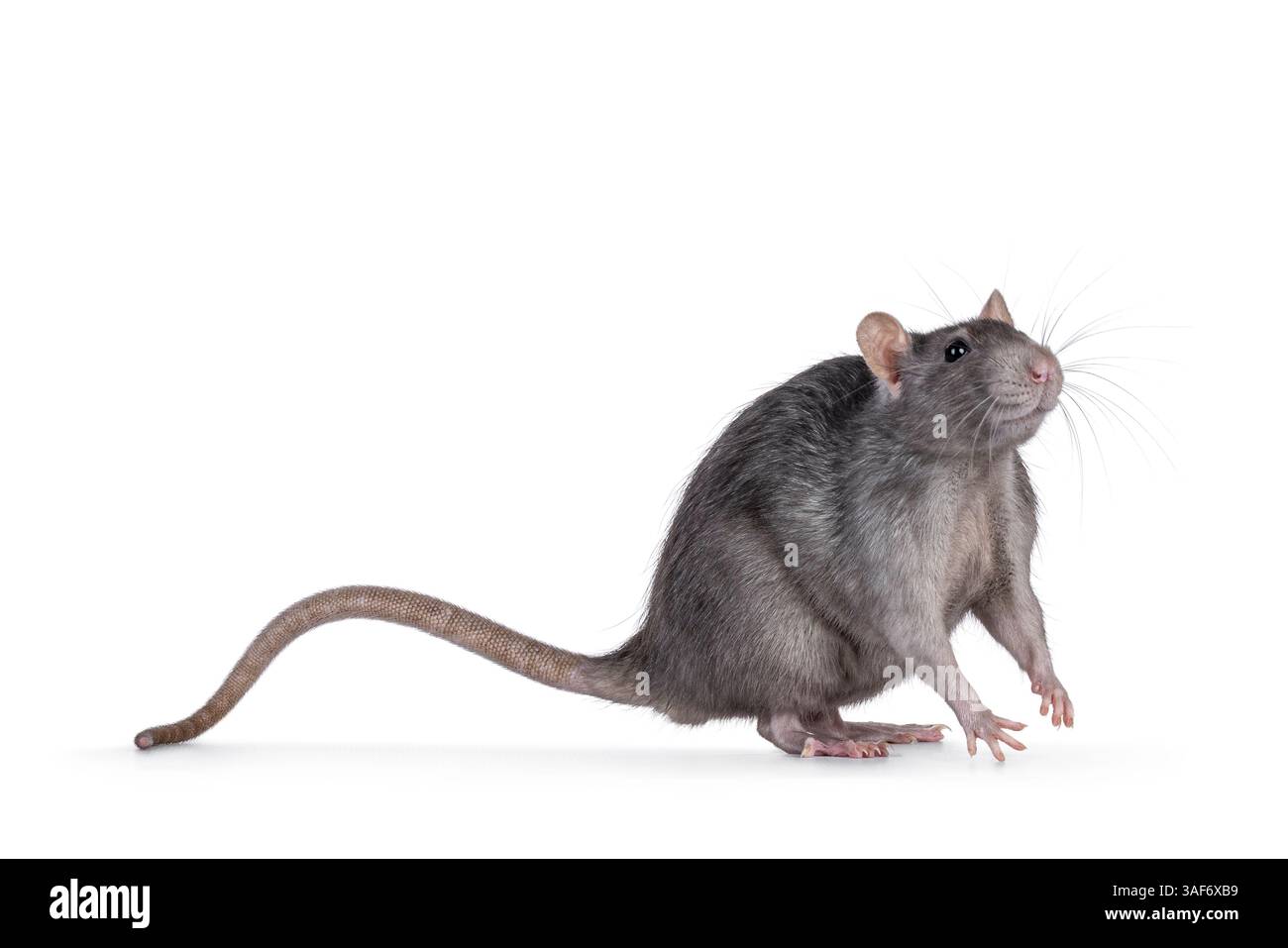 Pretty mature female rat, standing side ways. Looking to camera ...