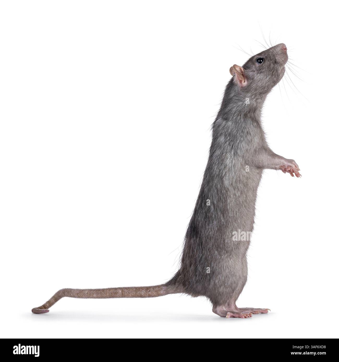 Pretty mature female rat, standing side ways on hind paws. Looking up ...
