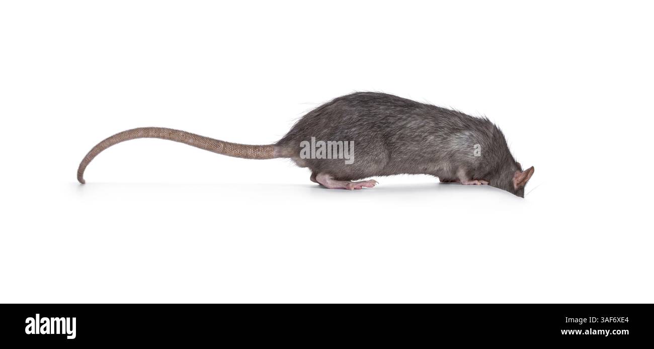 Pretty mature female rat, standing side ways. Looking down over edge ...