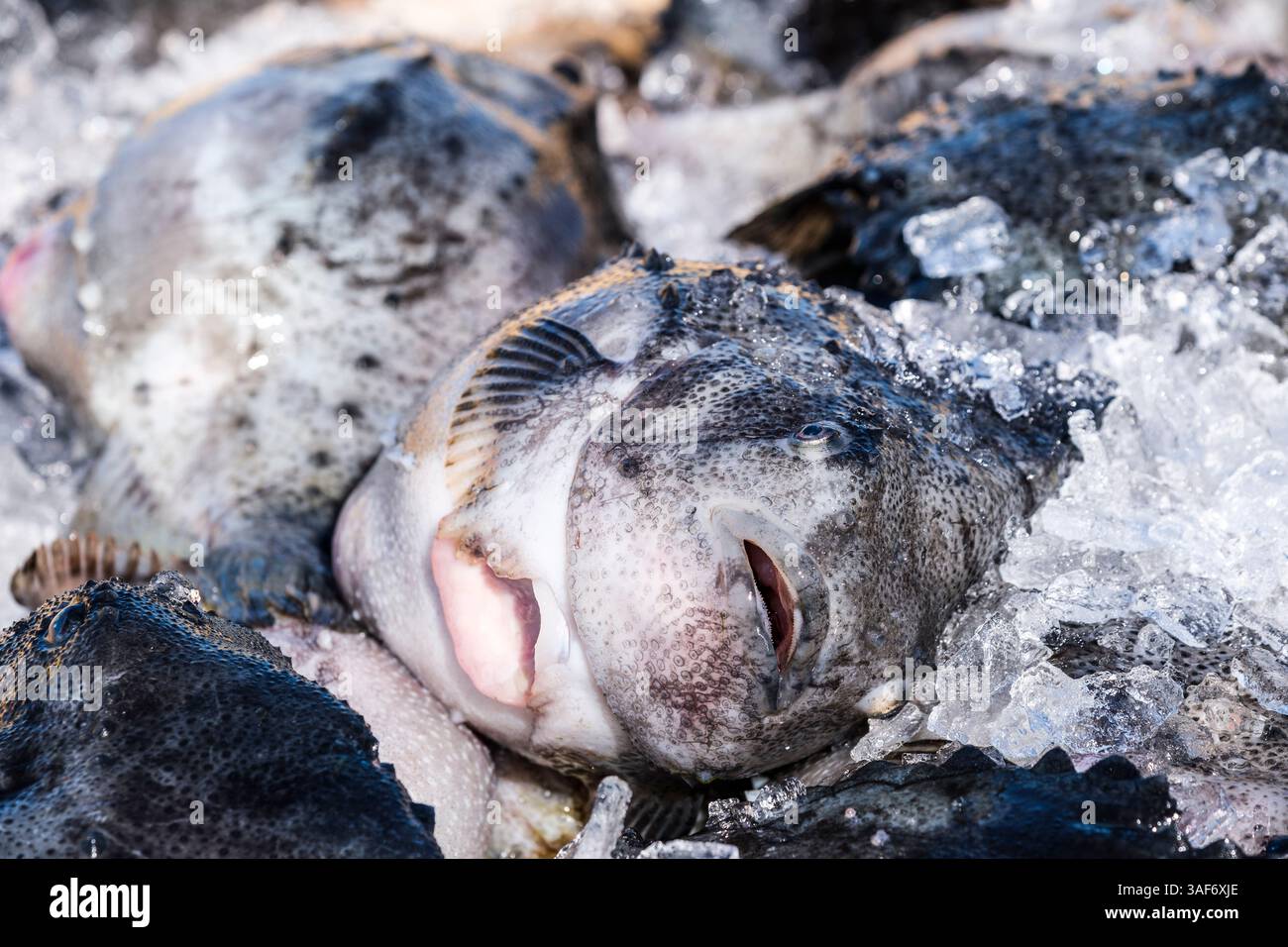 Lompes fraîchement pêchés au large des côtes islandaises dans des bacs ...
