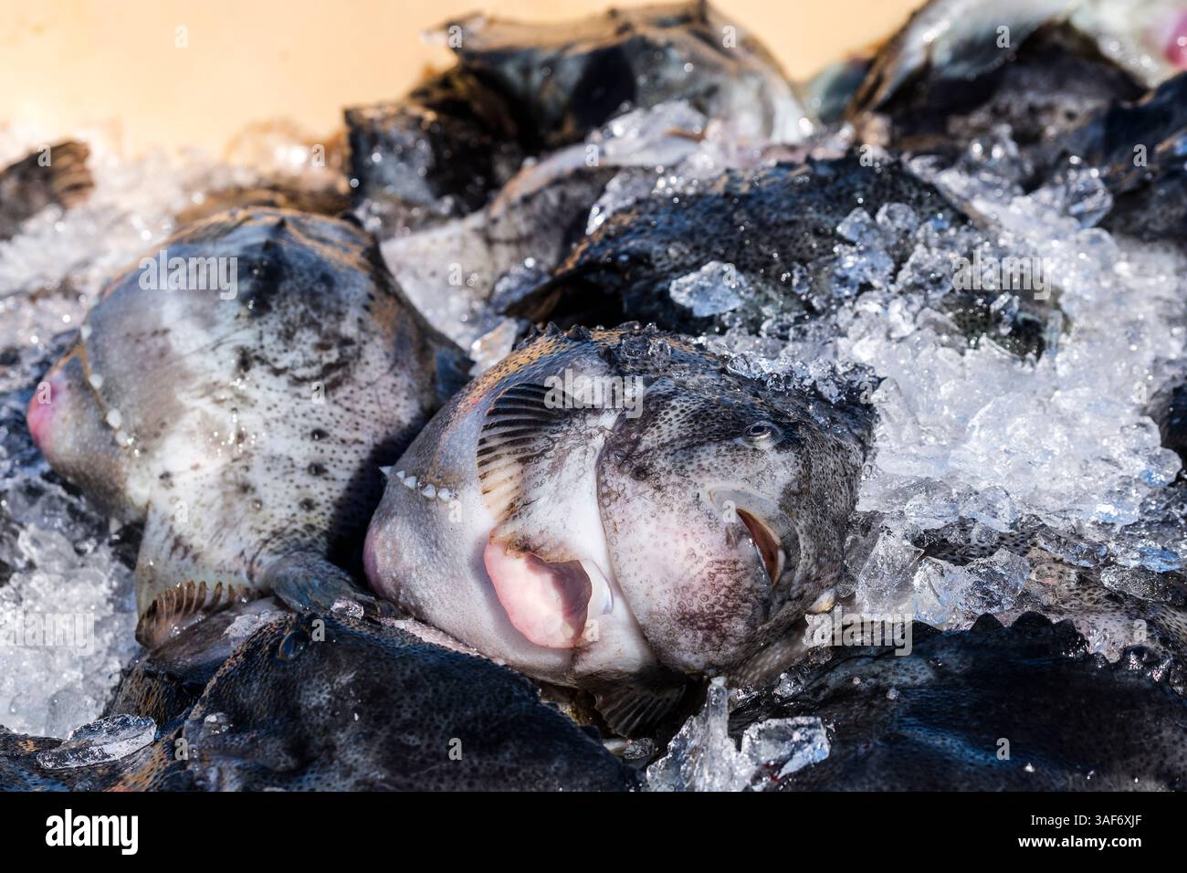 Lompes fraîchement pêchés au large des côtes islandaises dans des bacs ...