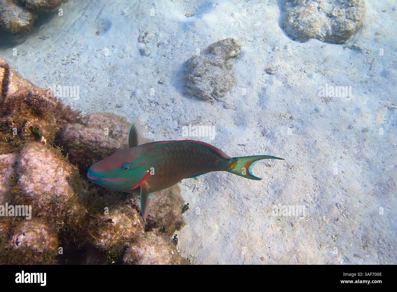 Rainbow Parrot Fish in the reefs of Caye Caulker, Belize Stock Photo ...