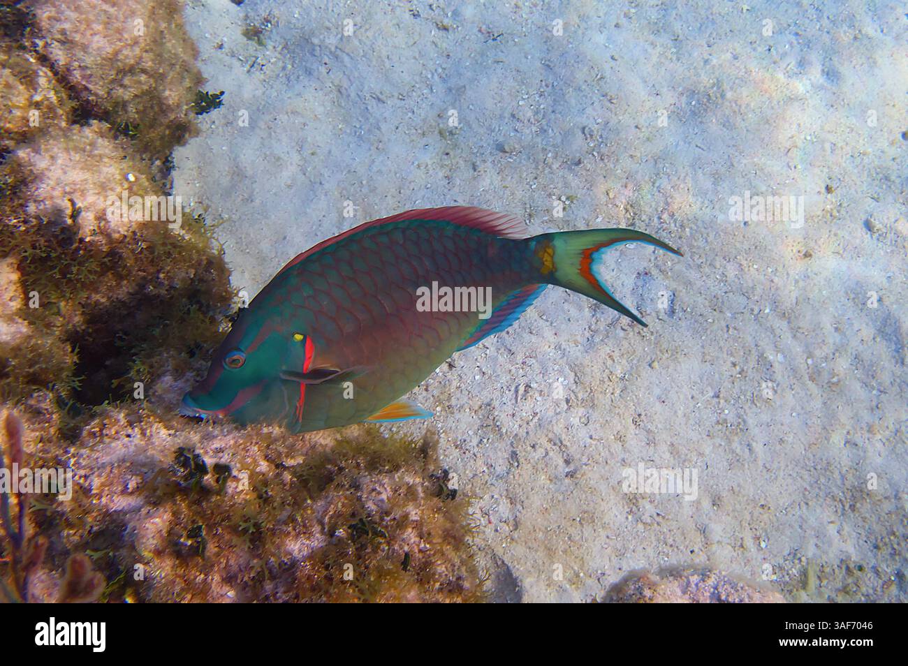 Rainbow Parrot Fish in the reefs of Caye Caulker, Belize Stock Photo ...