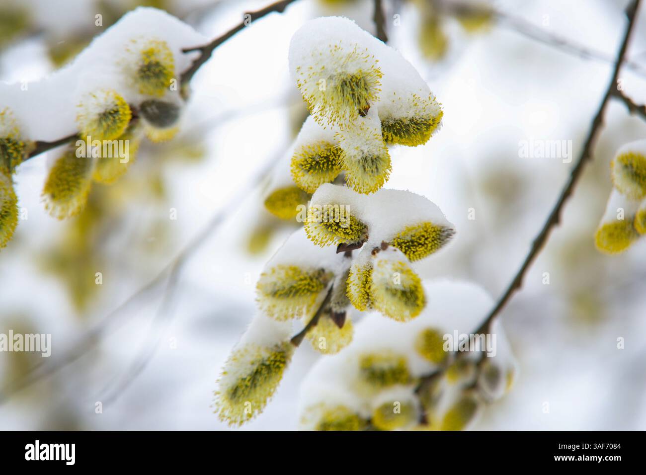 A blooming willow tree in the snow. (Photo by Alexander Sayganov / SOPA ...