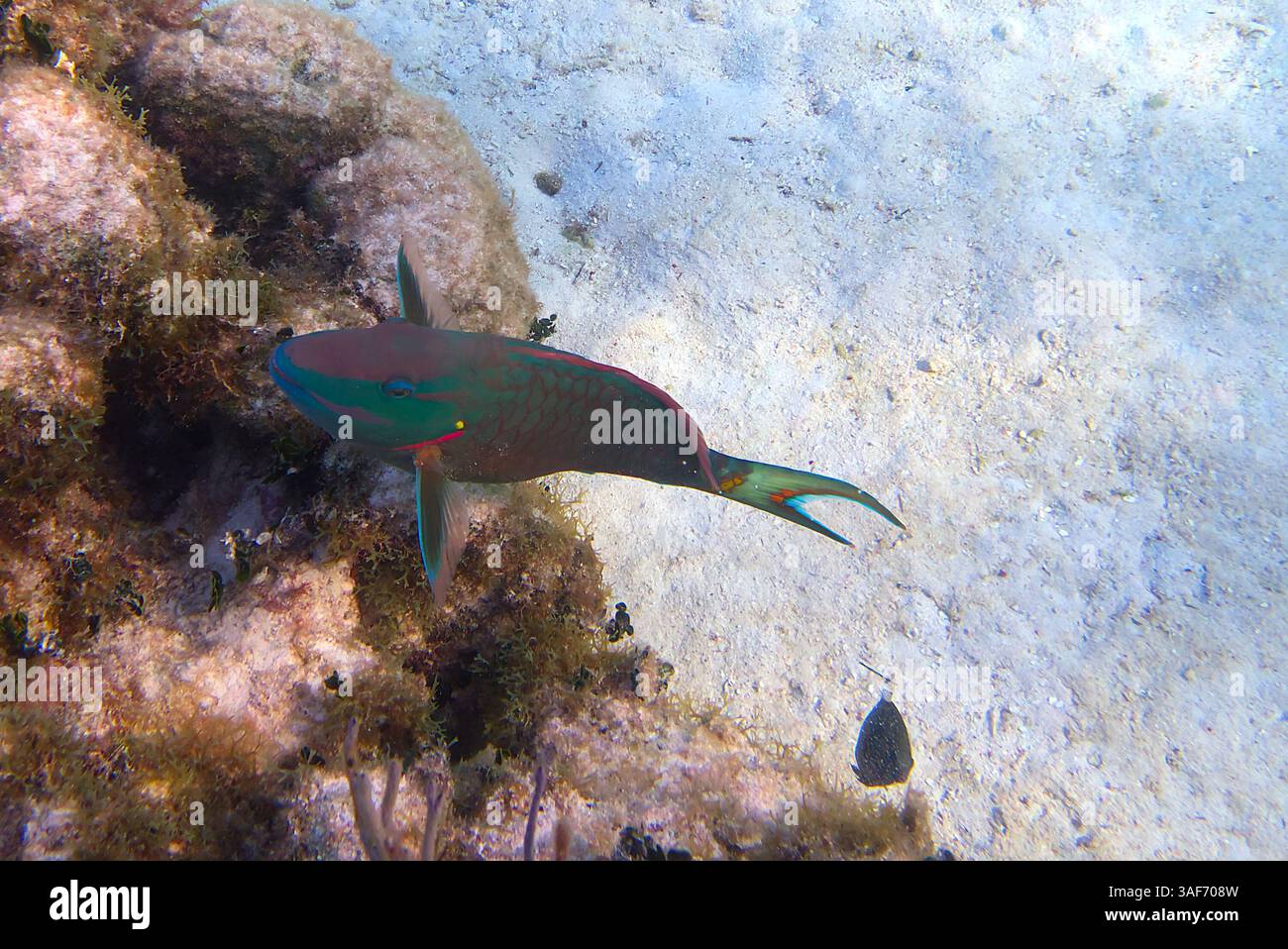 Rainbow Parrot Fish in the reefs of Caye Caulker, Belize Stock Photo ...