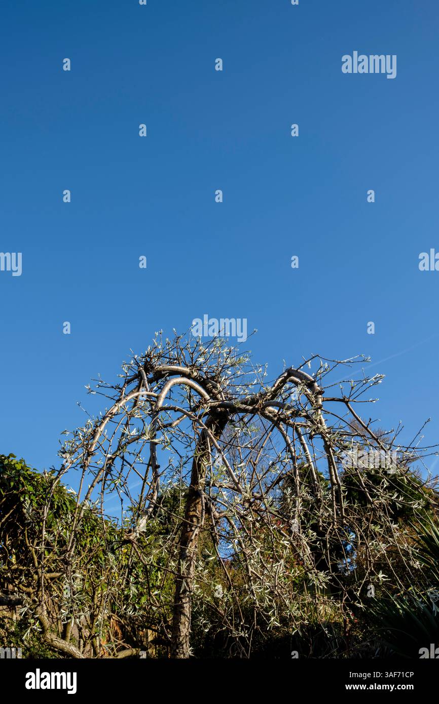 Pyrus salicifolia pendula - Weeping Pear in bud against a deep blue ...