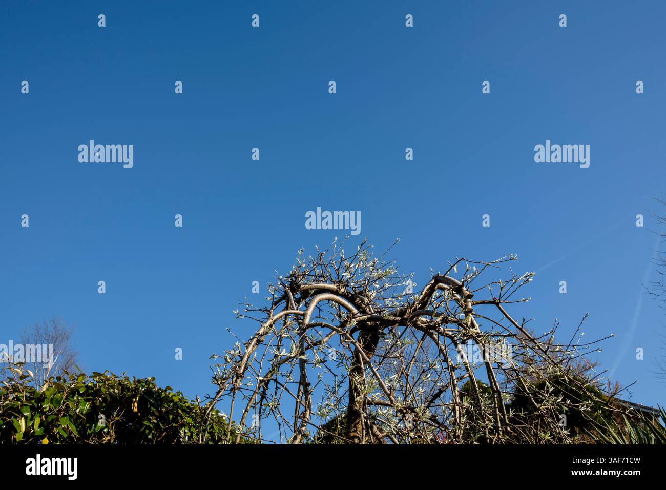 Pyrus salicifolia pendula - Weeping Pear in bud against a deep blue ...