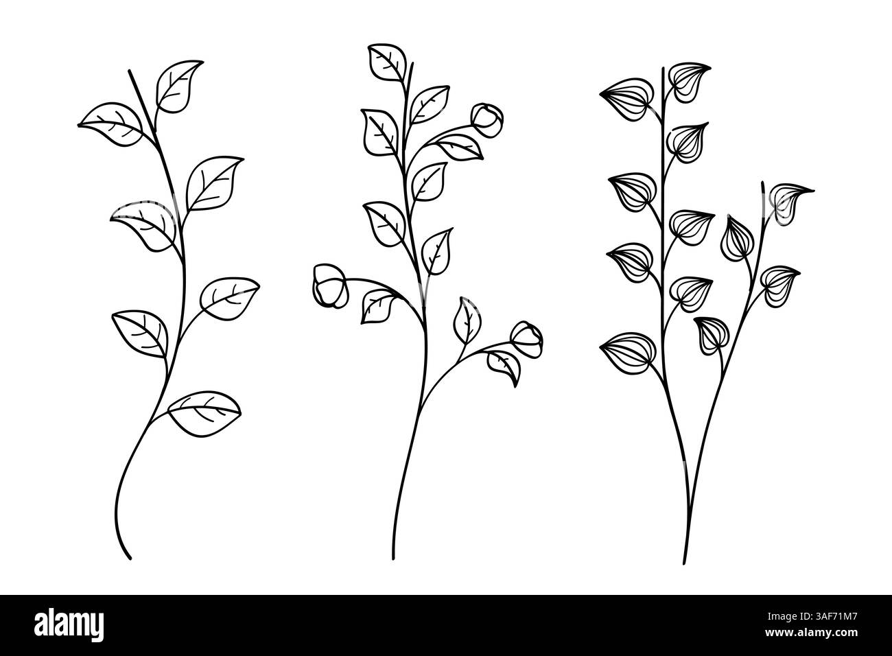 Hand-Drawing Twigs with Leaves in a Botanical collection.Vector ...