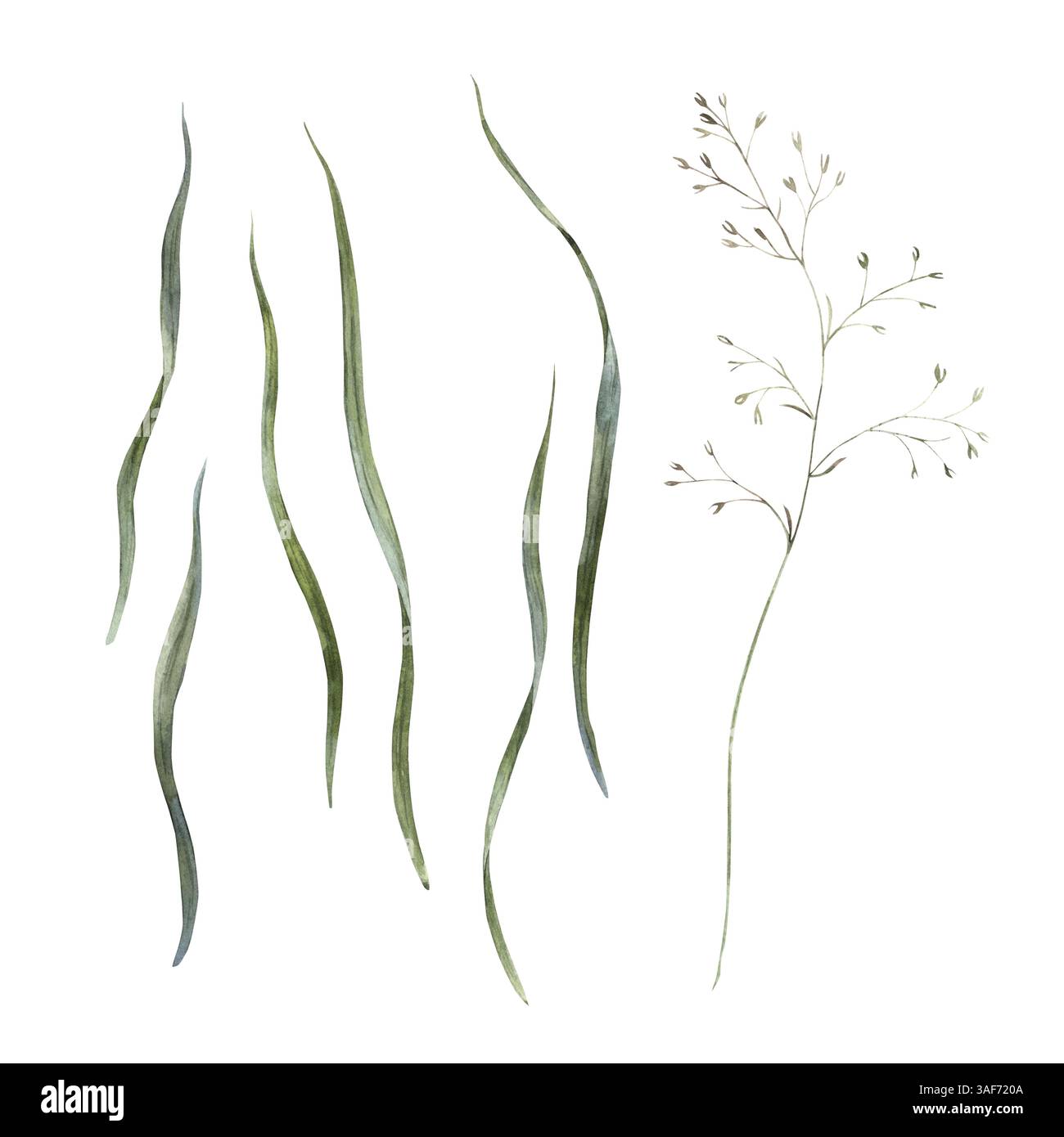 Realistic green blades of grass of different sizes and wild plants ...