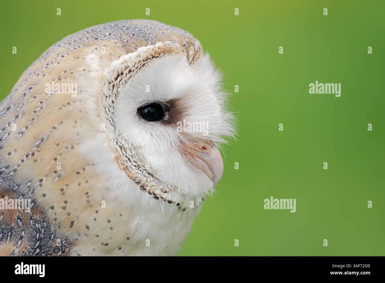 Western Barn Owl (Tyto alba), Germany | Schleiereule (Tyto alba), Deutschland Stock Photo - Alamy