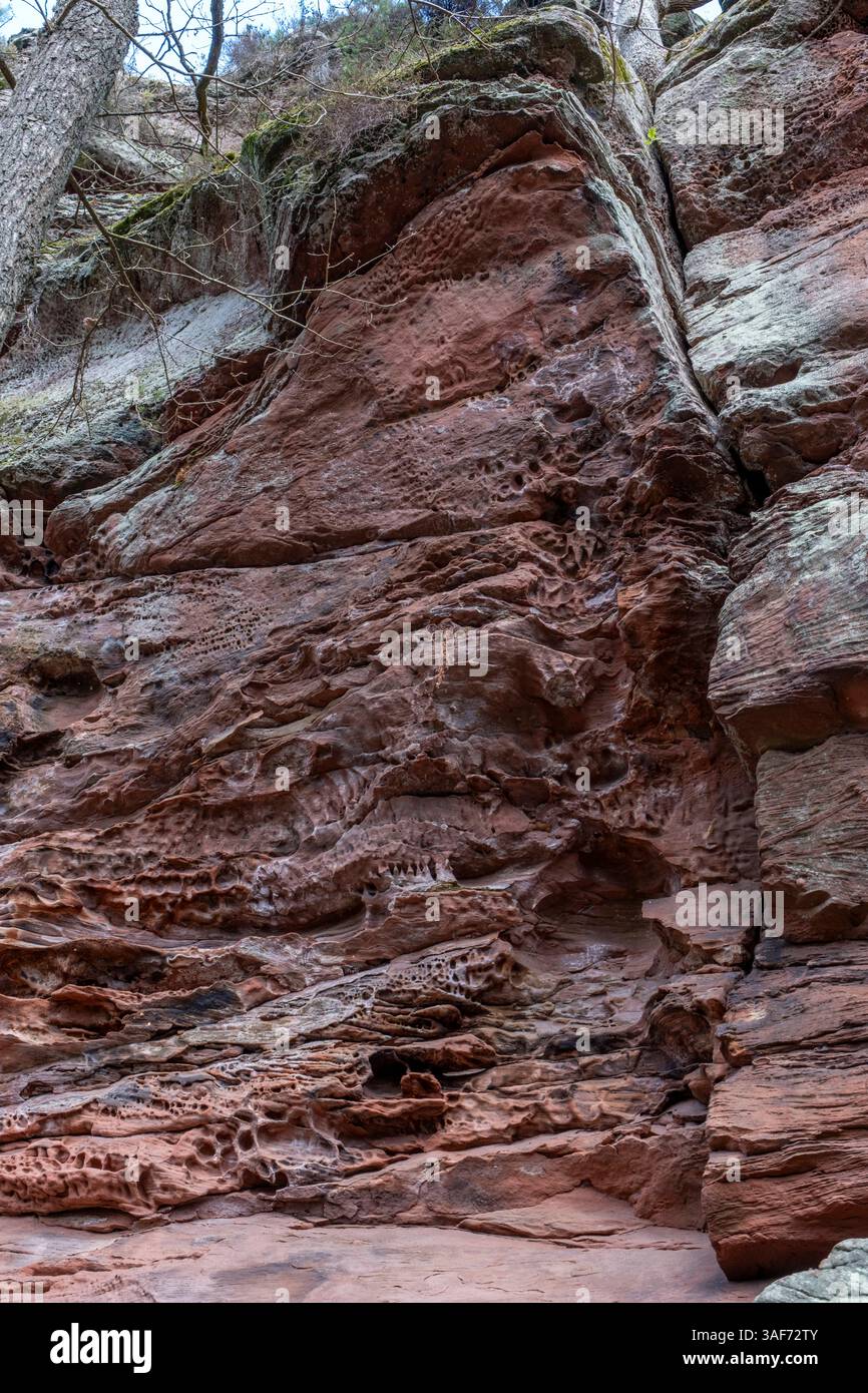 Detail vom Geiersteinfelsen, Geierstein, roter Sandstein, Pfälzerwald ...