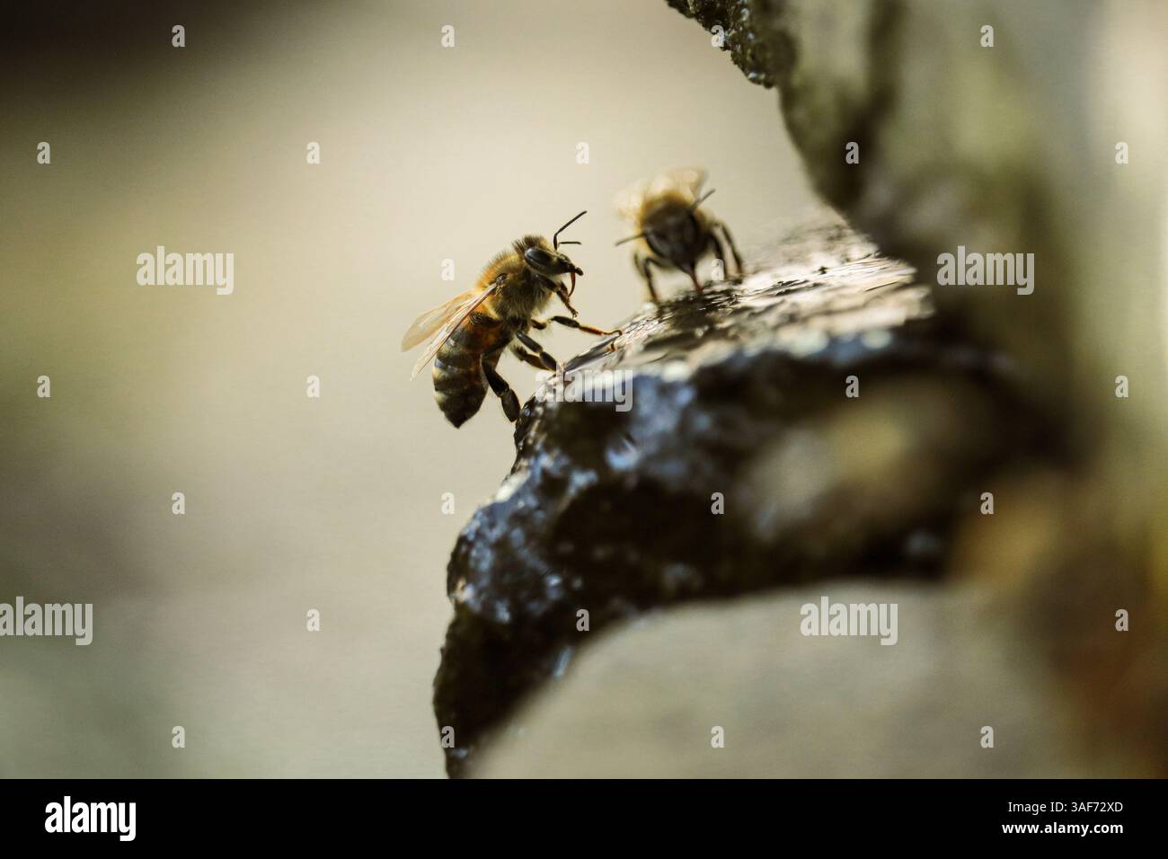 The photograph captures two bees located on the surface of a stone ...