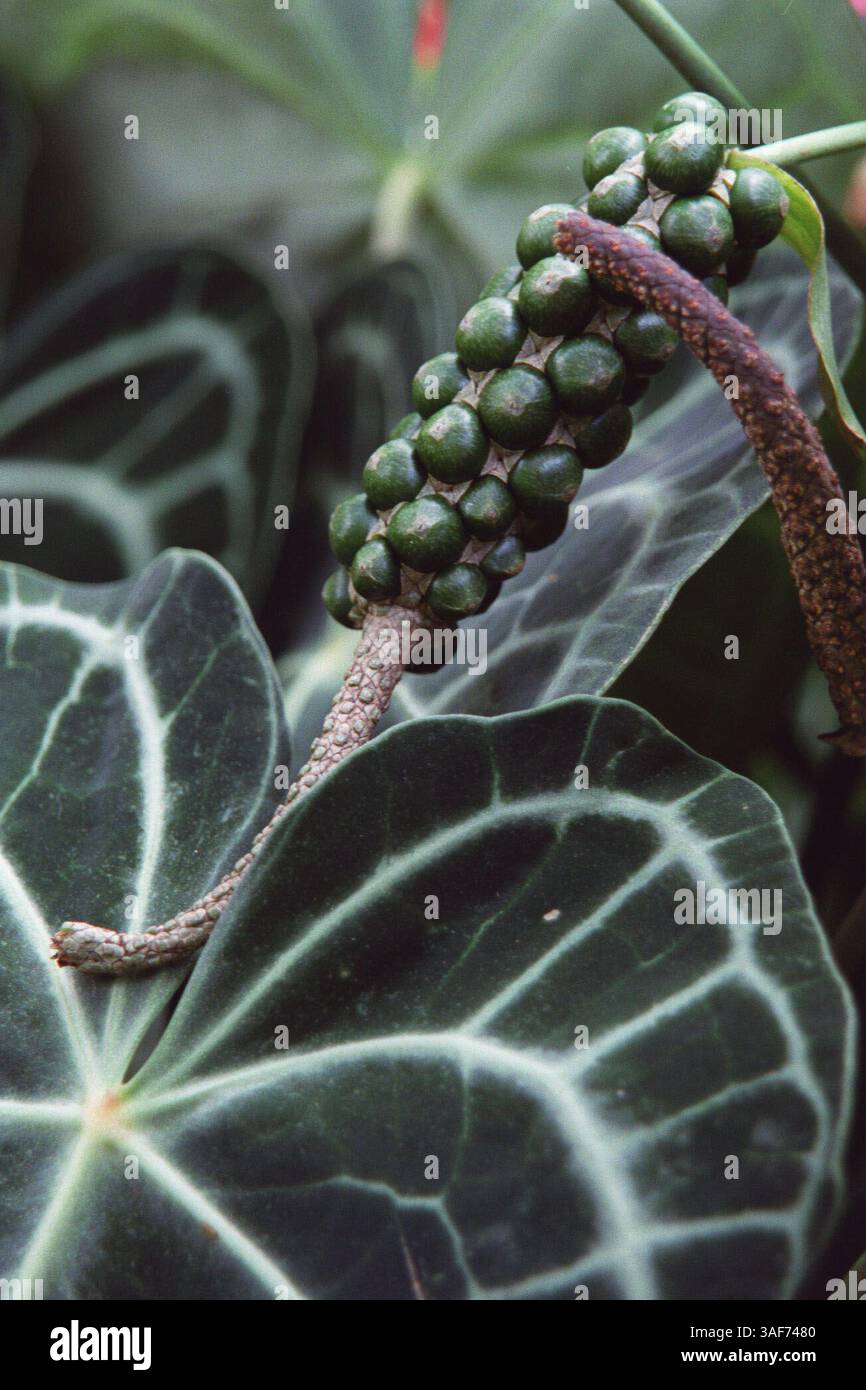 SP.89464.- - DELIVER TO:..- -.7/27/99.- -.CAPTION INFO:.Photo 2/8 ...