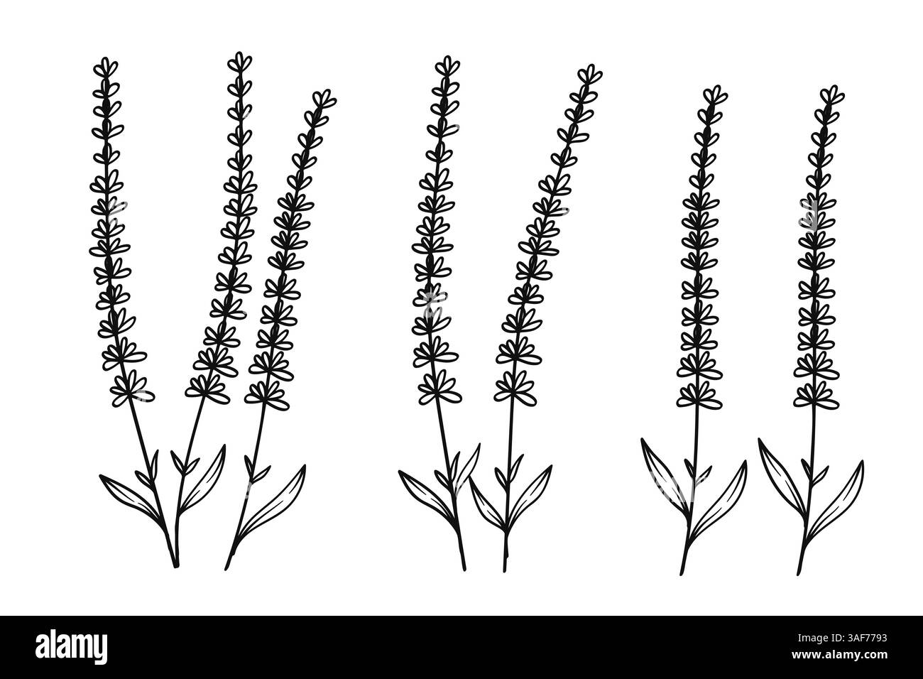 Minimalist Lavender Line Art Floral Illustration.This botanical artwork ...