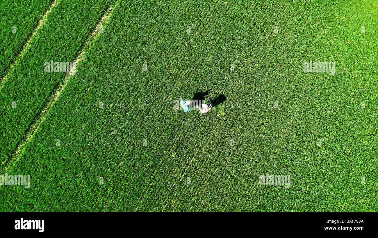 Aerial view of workers in a lush green field during the day. An aerial ...