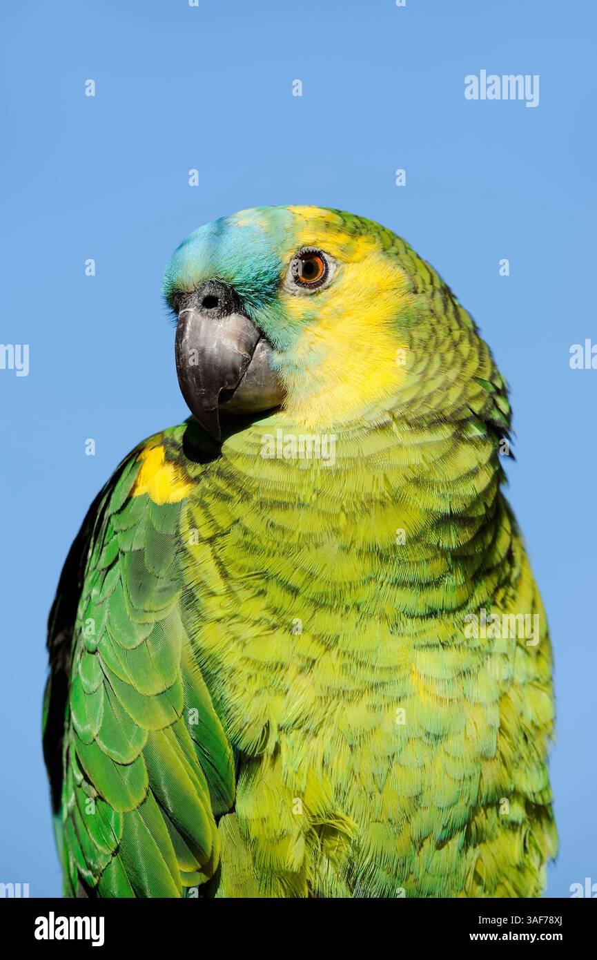 Orange-winged Amazon or Orange-winged Parrot | Venezuela-Amazone ...