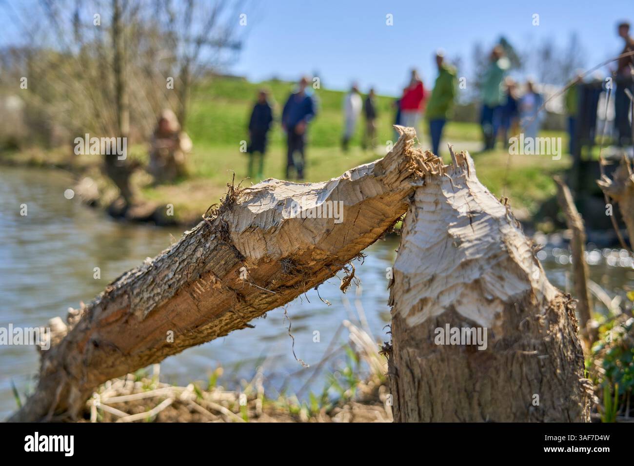 Simmern, Germany. 07th Apr, 2025. Bite marks on a tree stump on the ...