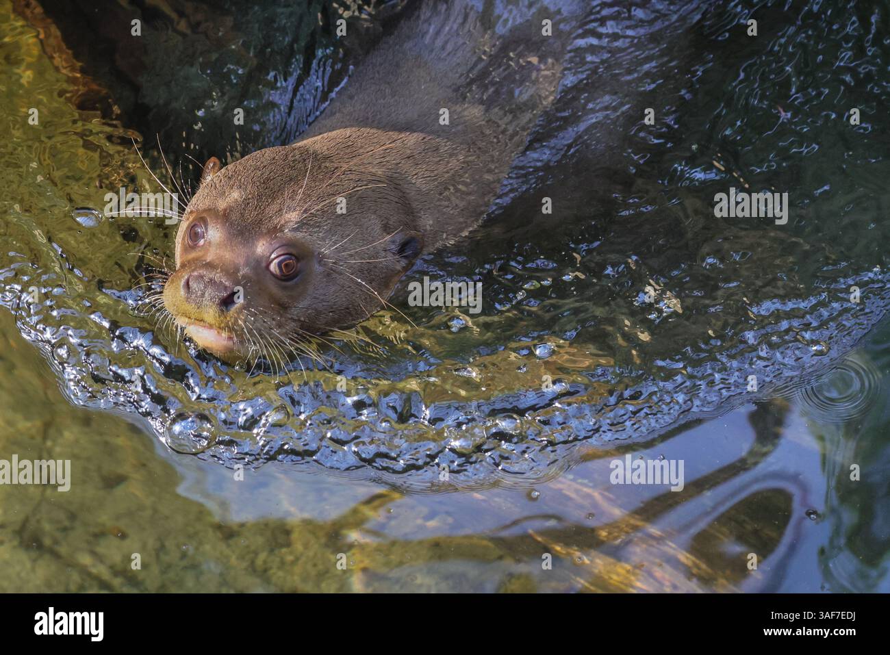 giant river otter (Pteronura brasiliensis), swimming in water, close up ...