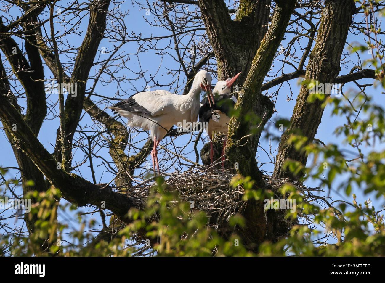 Nesting white stork in tree with female clapping bills, Ciconia ciconia ...