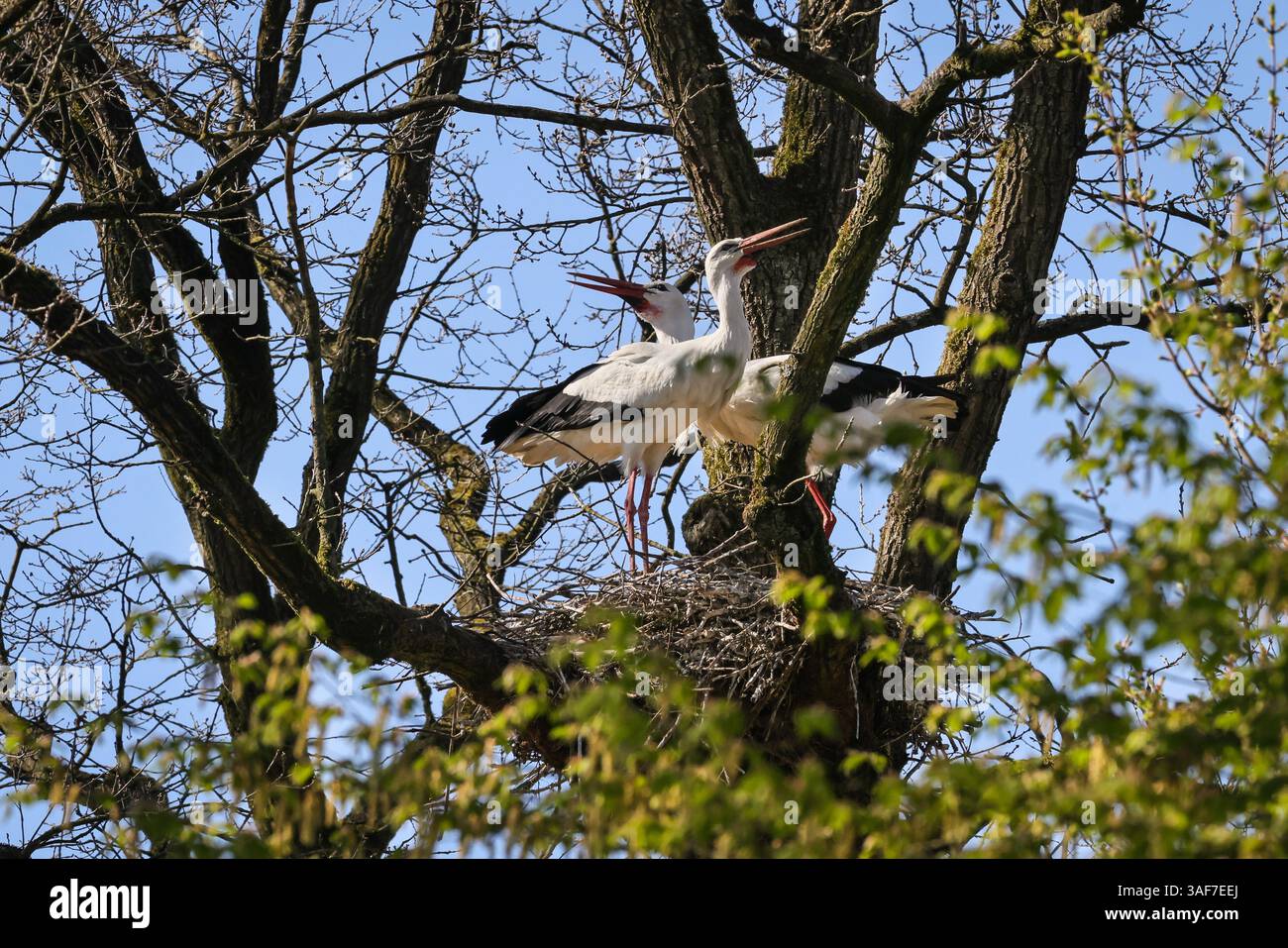 Nesting white stork in tree with female clapping bills, Ciconia ciconia ...