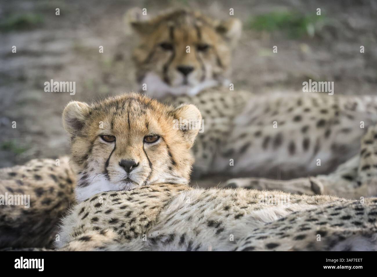 Fasted land animal hi-res stock photography and images - Alamy