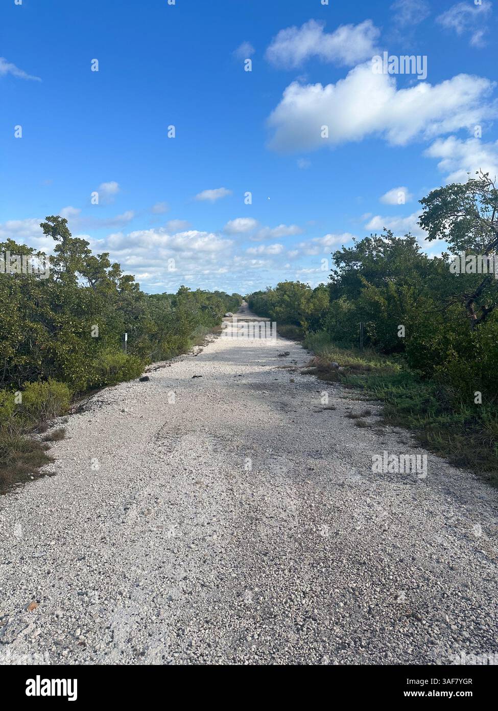 Dirt road through a Florida swamp, mangrove tree wetland Stock Photo ...