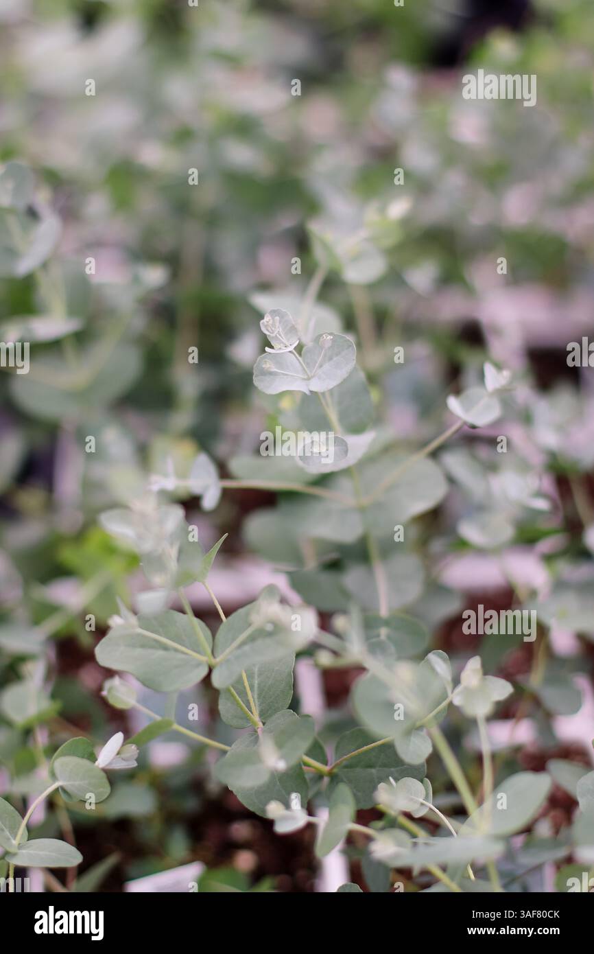 Eucalyptus silver drop hi-res stock photography and images - Alamy