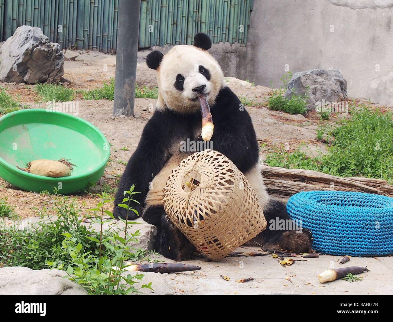 BEIJING, CHINA - APRIL 7, 2025 - A giant panda plays at Beijing Zoo in ...