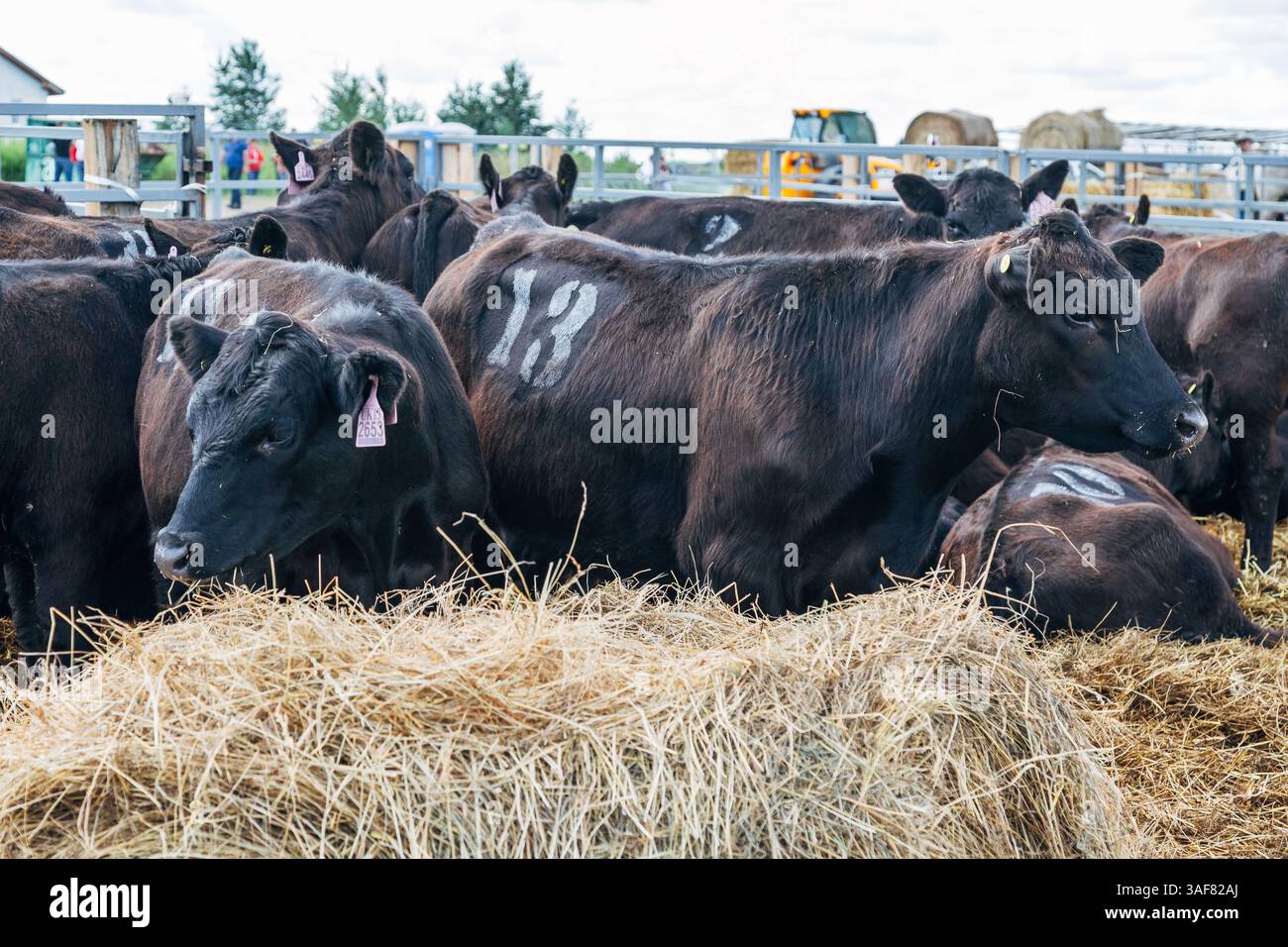 Black Angus calves in the open air Stock Photo - Alamy