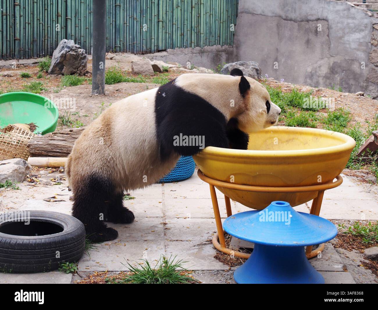 BEIJING, CHINA - APRIL 7, 2025 - A giant panda plays at Beijing Zoo in ...